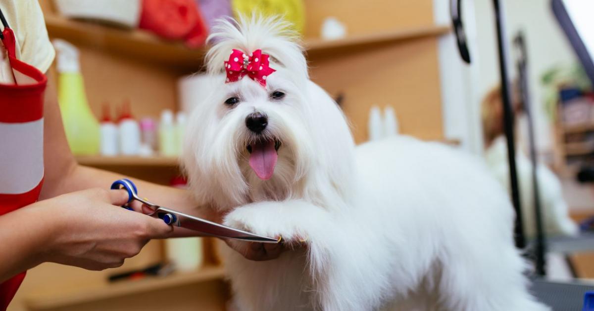 What Is A Full Groom For Dogs